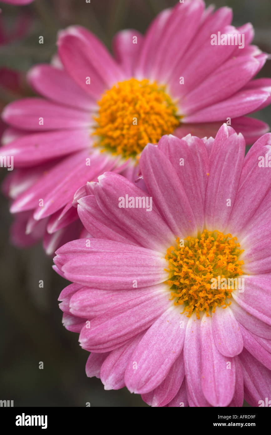 Chrysanthemum gladys flowers hi-res stock photography and images - Alamy