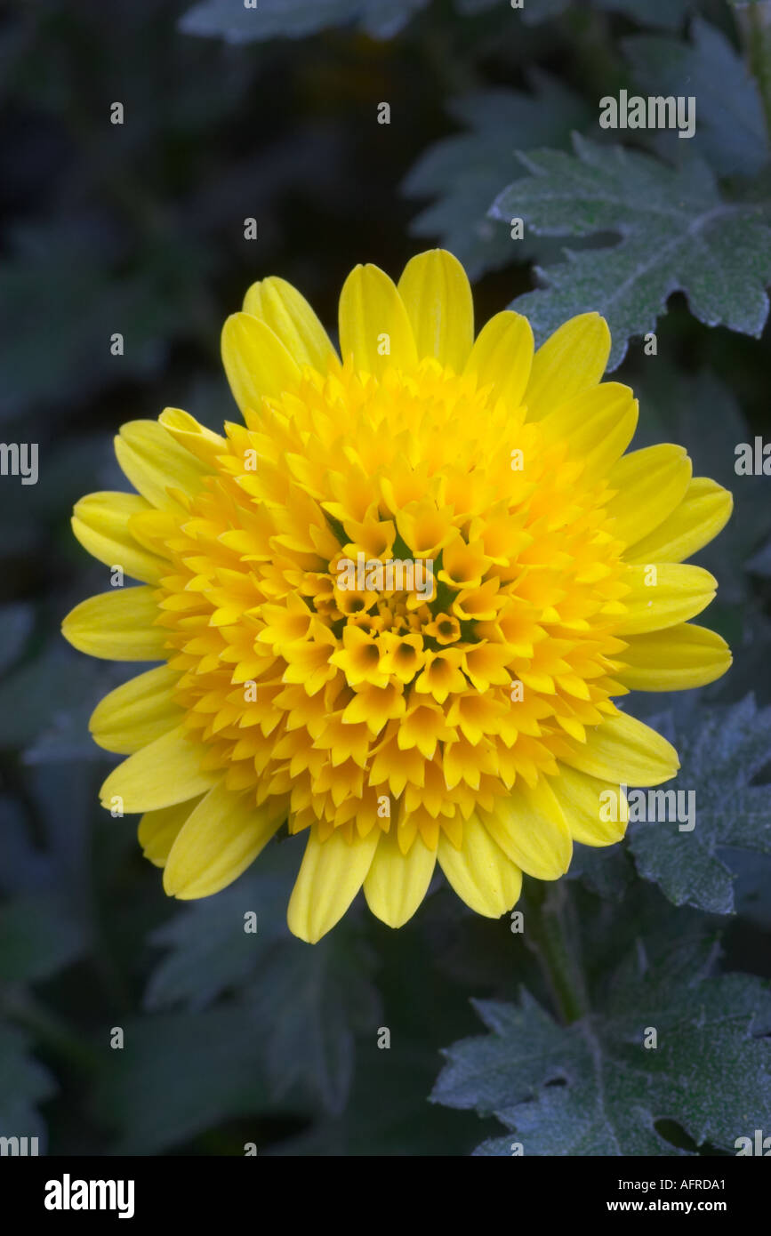 Seizan hi-res stock photography and images - Alamy