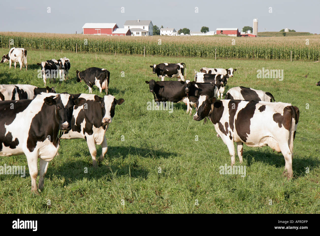Indiana shipshewana amish farm tour hi-res stock photography and images ...