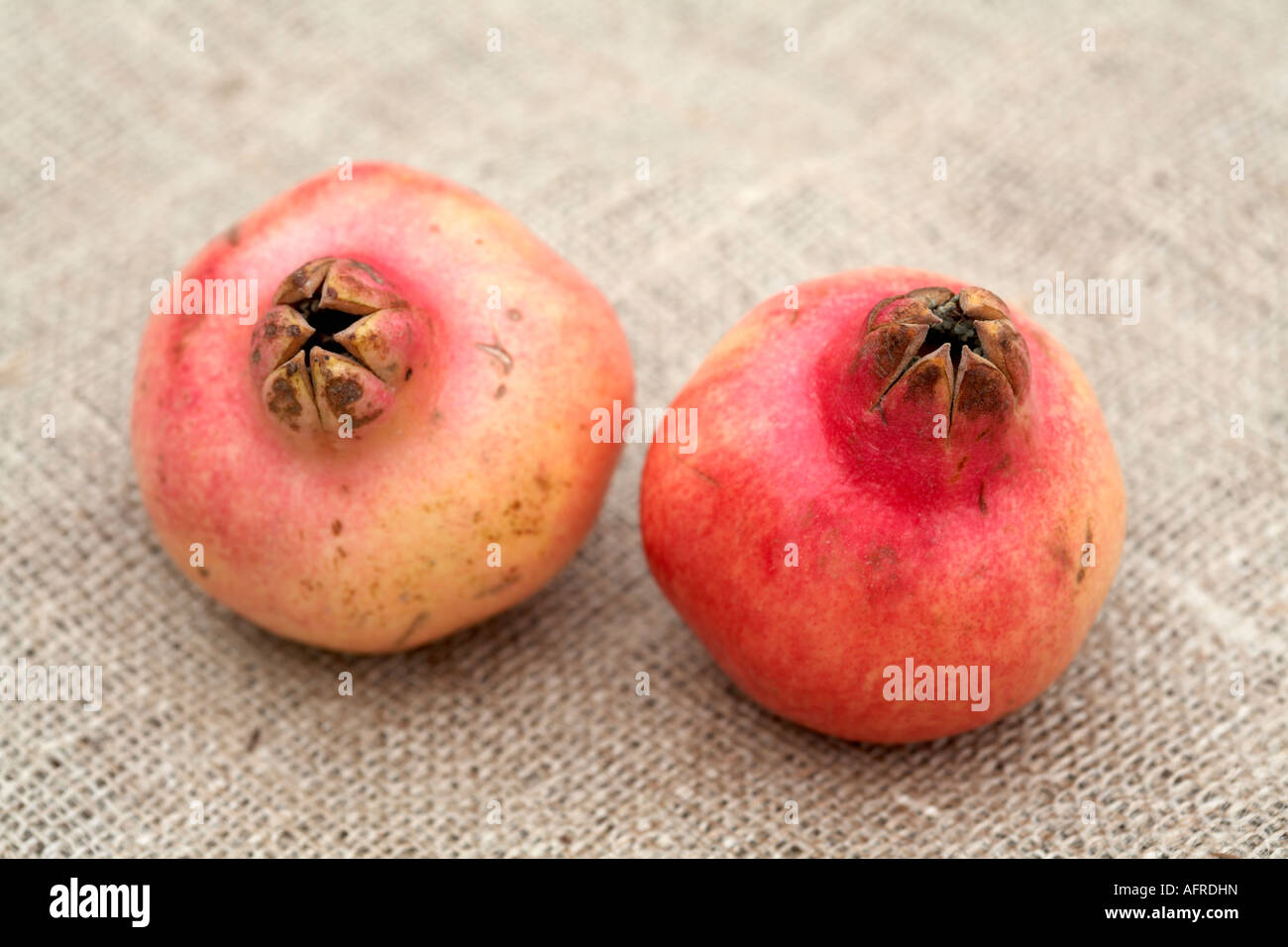 Pomegranates Punica Granatum Stock Photo - Alamy