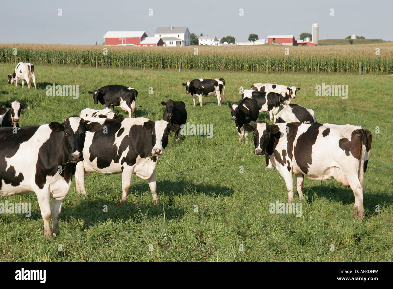 Shipshewana Indiana,Amish farm,dairy cow,pasture,cornfield,visitors ...