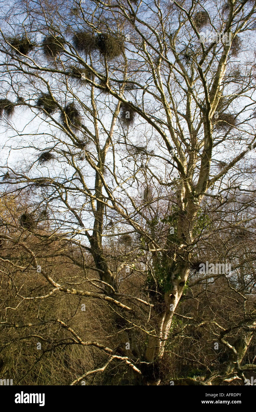 Multiple nests in tree hi-res stock photography and images - Alamy