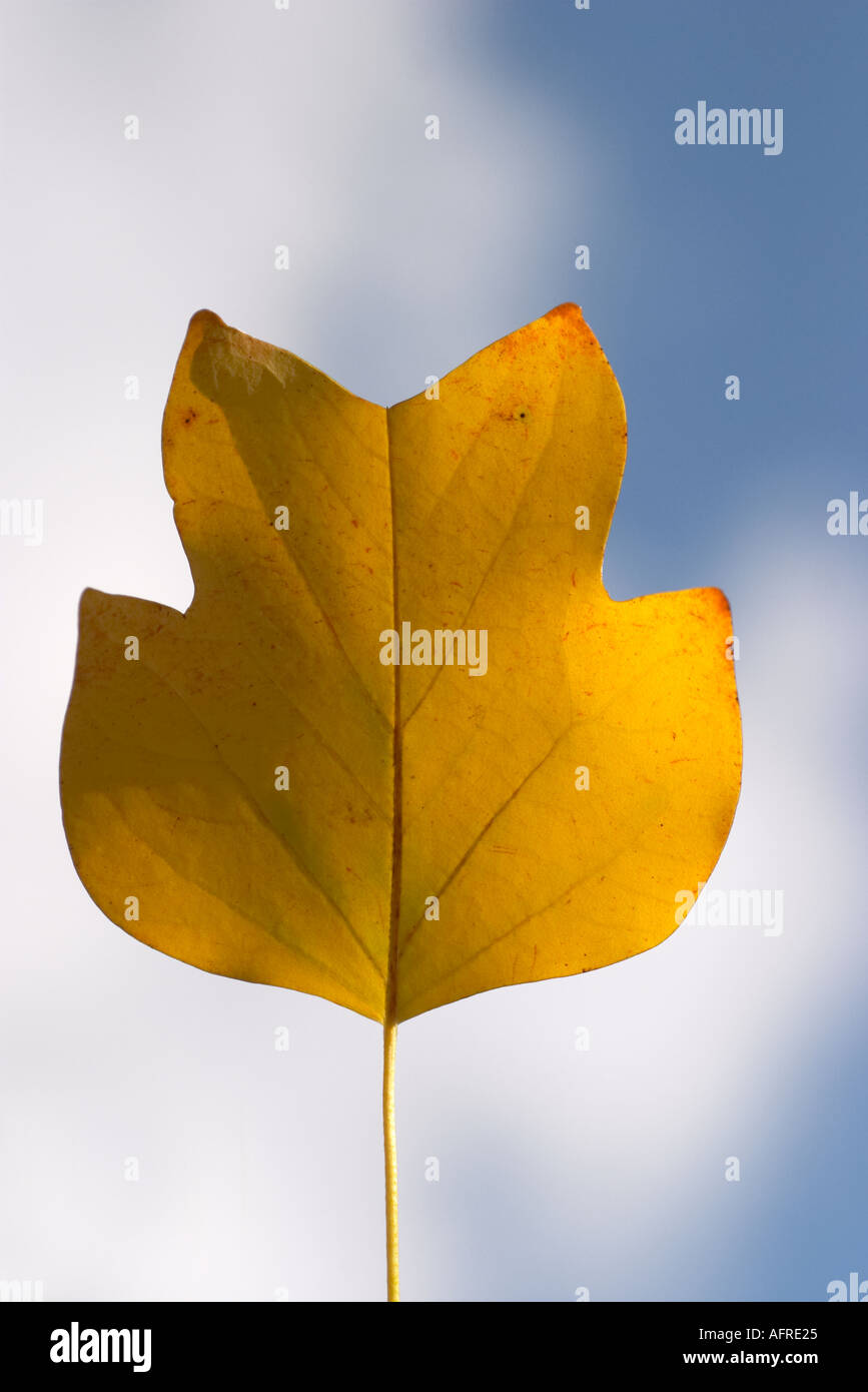 Ornamental leaf shapes hi-res stock photography and images - Alamy