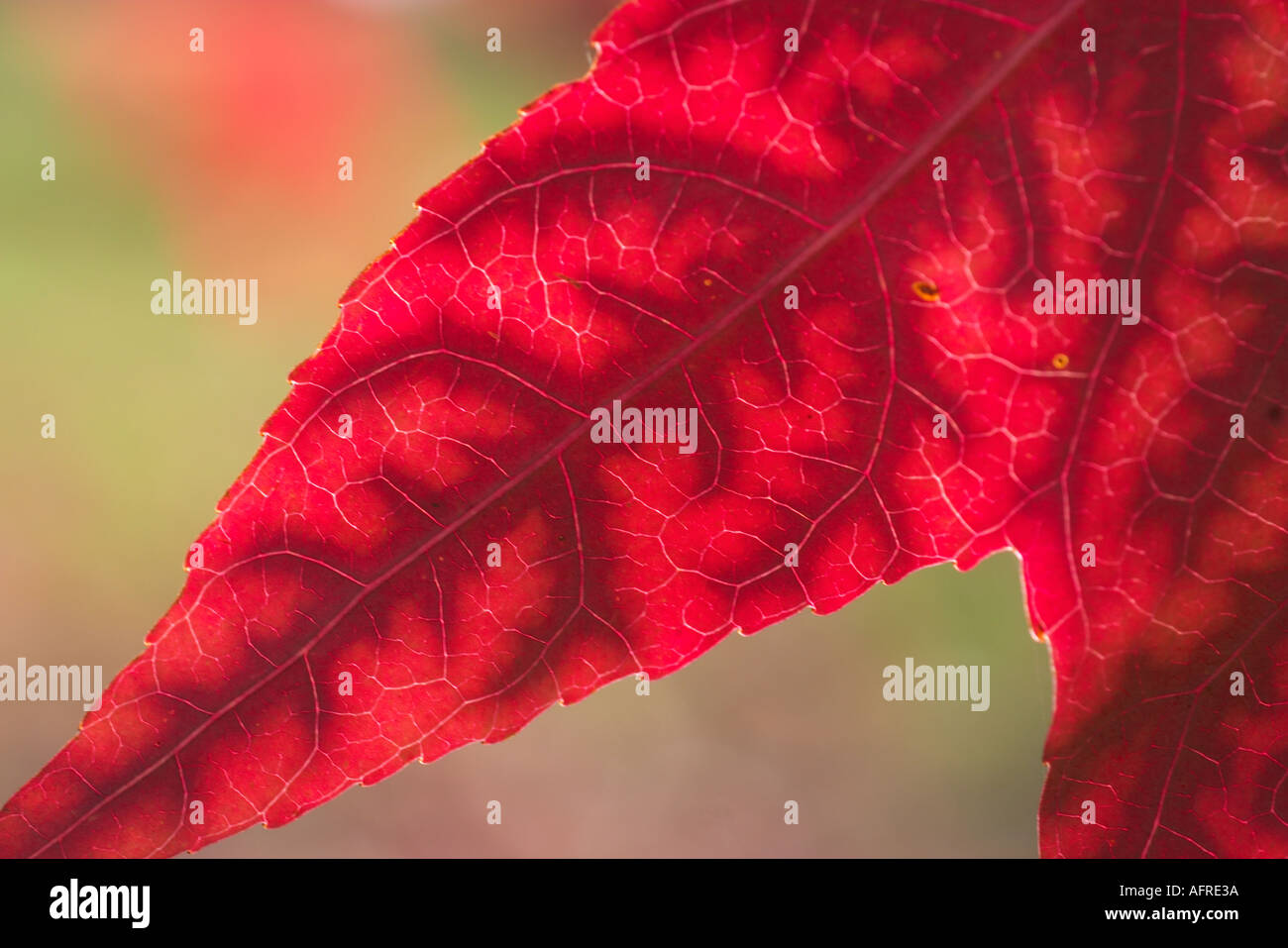 Leaf of a Sweet Gum Tree Stock Photo - Alamy
