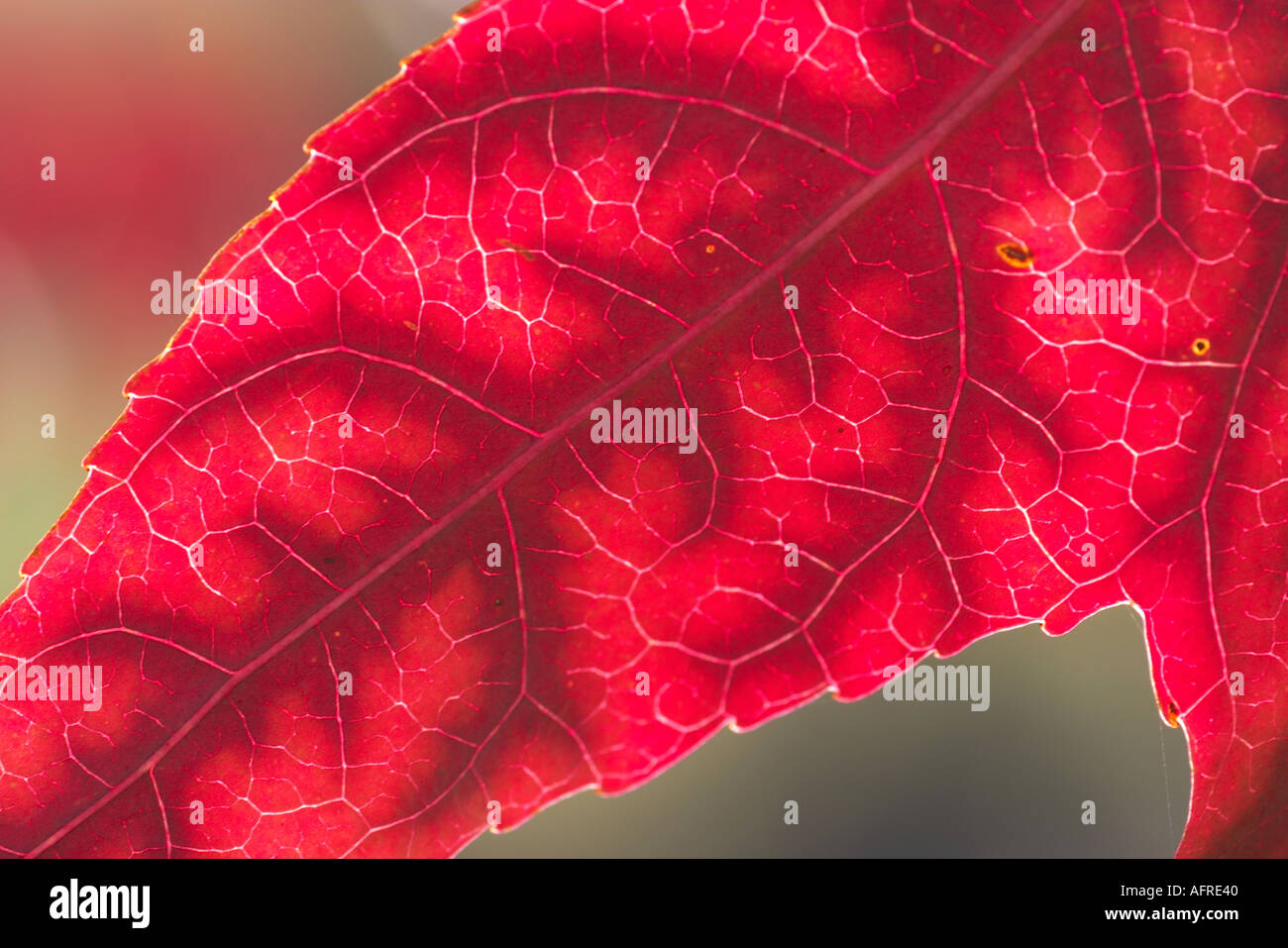 Leaf of a Sweet Gum Tree Stock Photo - Alamy