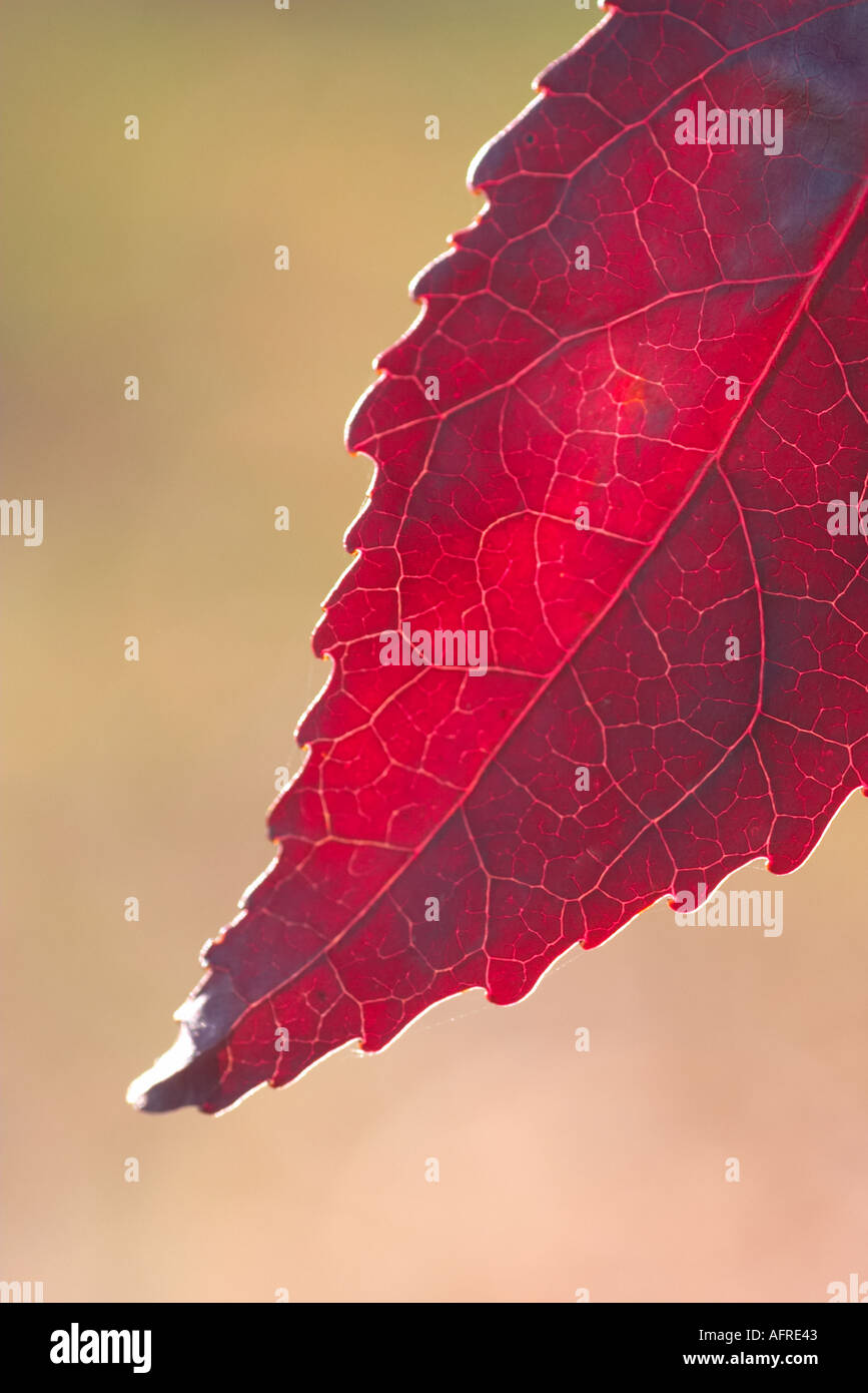 Leaf of a Sweet Gum Tree Stock Photo - Alamy