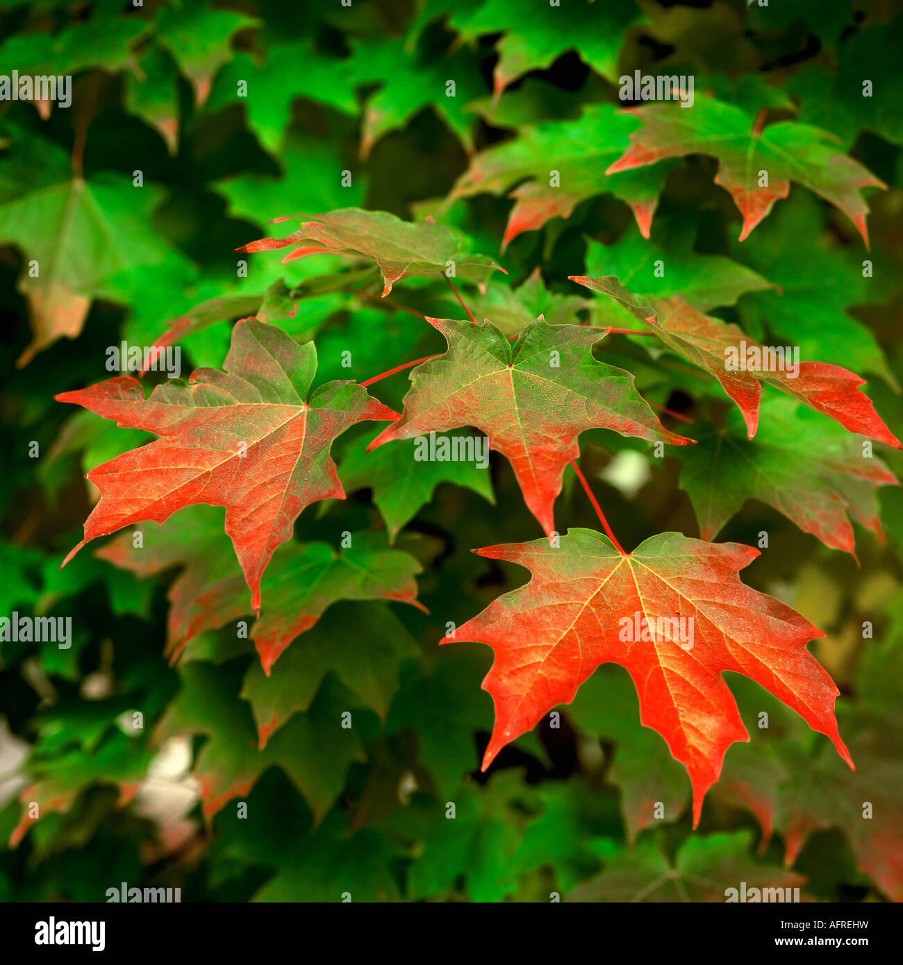 Close up of the branches of maple tree with green leaves turning to red ...