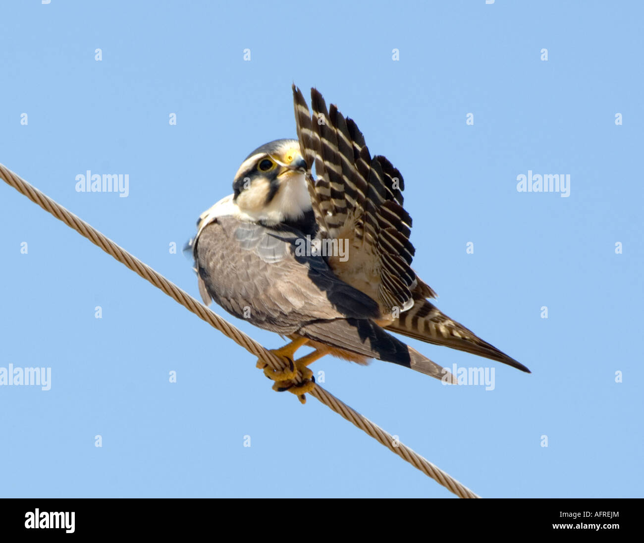 Aplomado Falcon preening Falco femoralis Pantanal Brazil Stock Photo ...