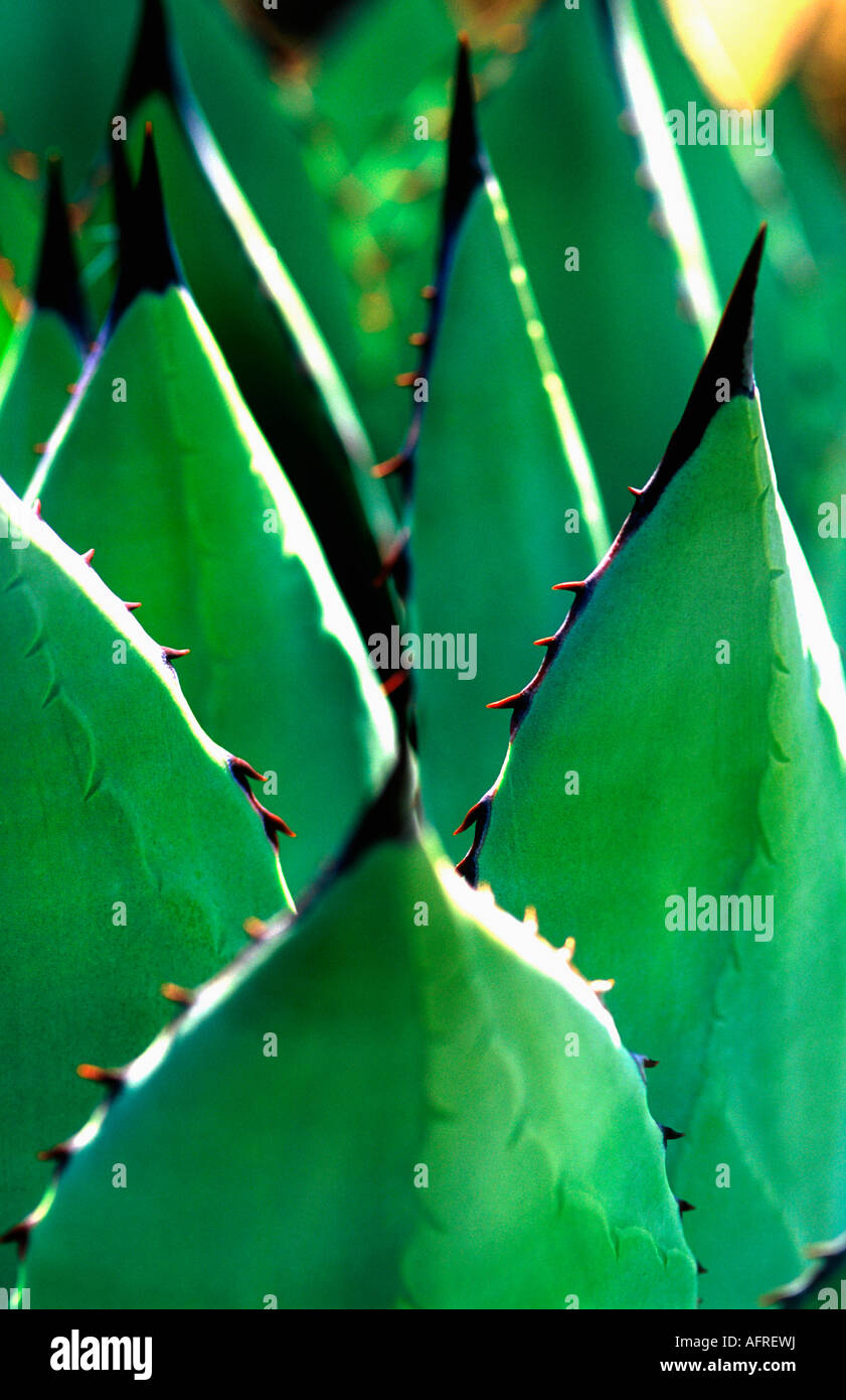 Spiky agave hi-res stock photography and images - Alamy