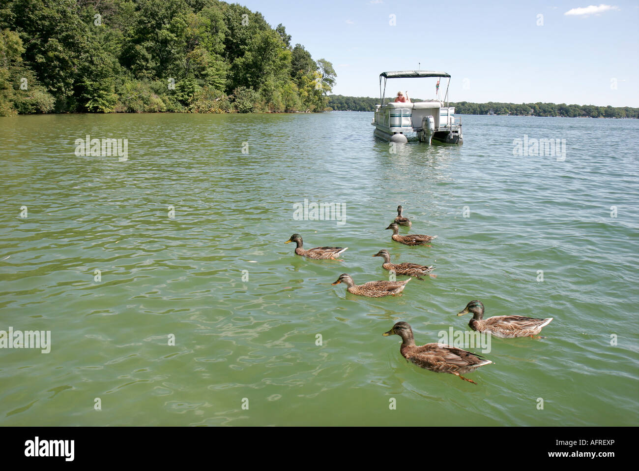 Indiana,Marshall County,Culver,Lake Maxinkuckee,pontoon boat,ducks ...