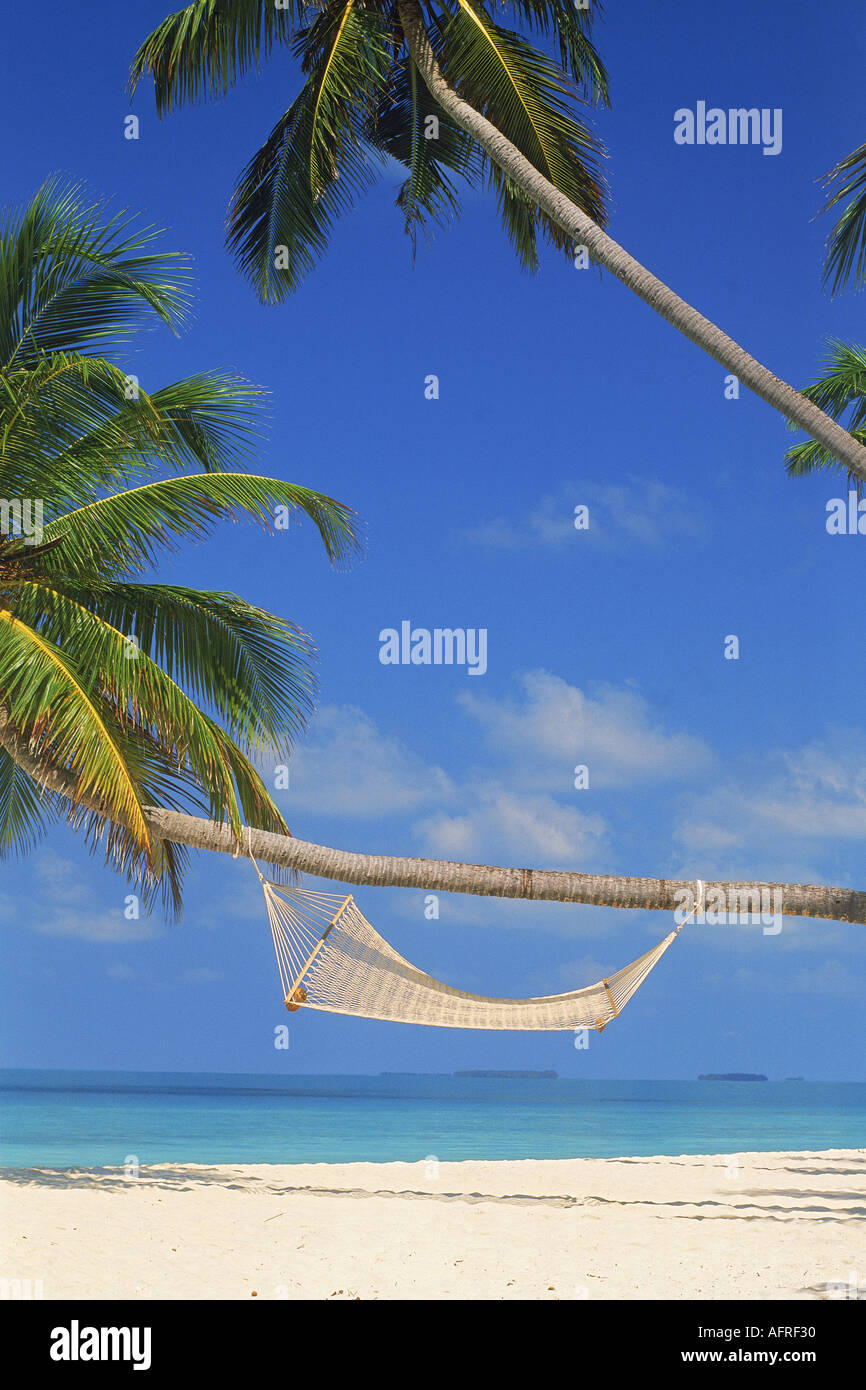 Palm trees hanging over tropical beach hi-res stock photography and ...