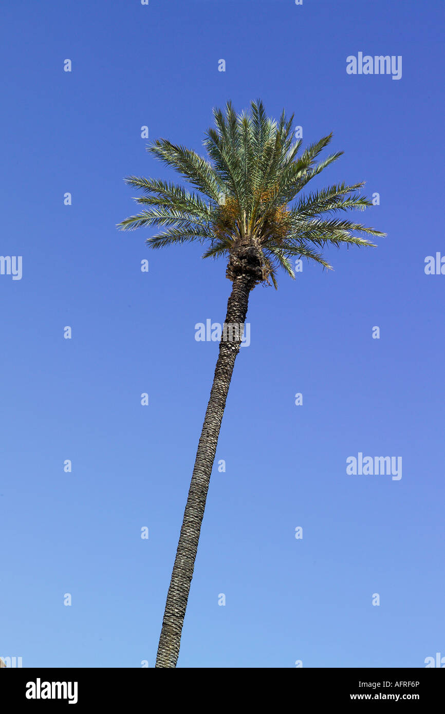 Singular palm tree hi-res stock photography and images - Alamy