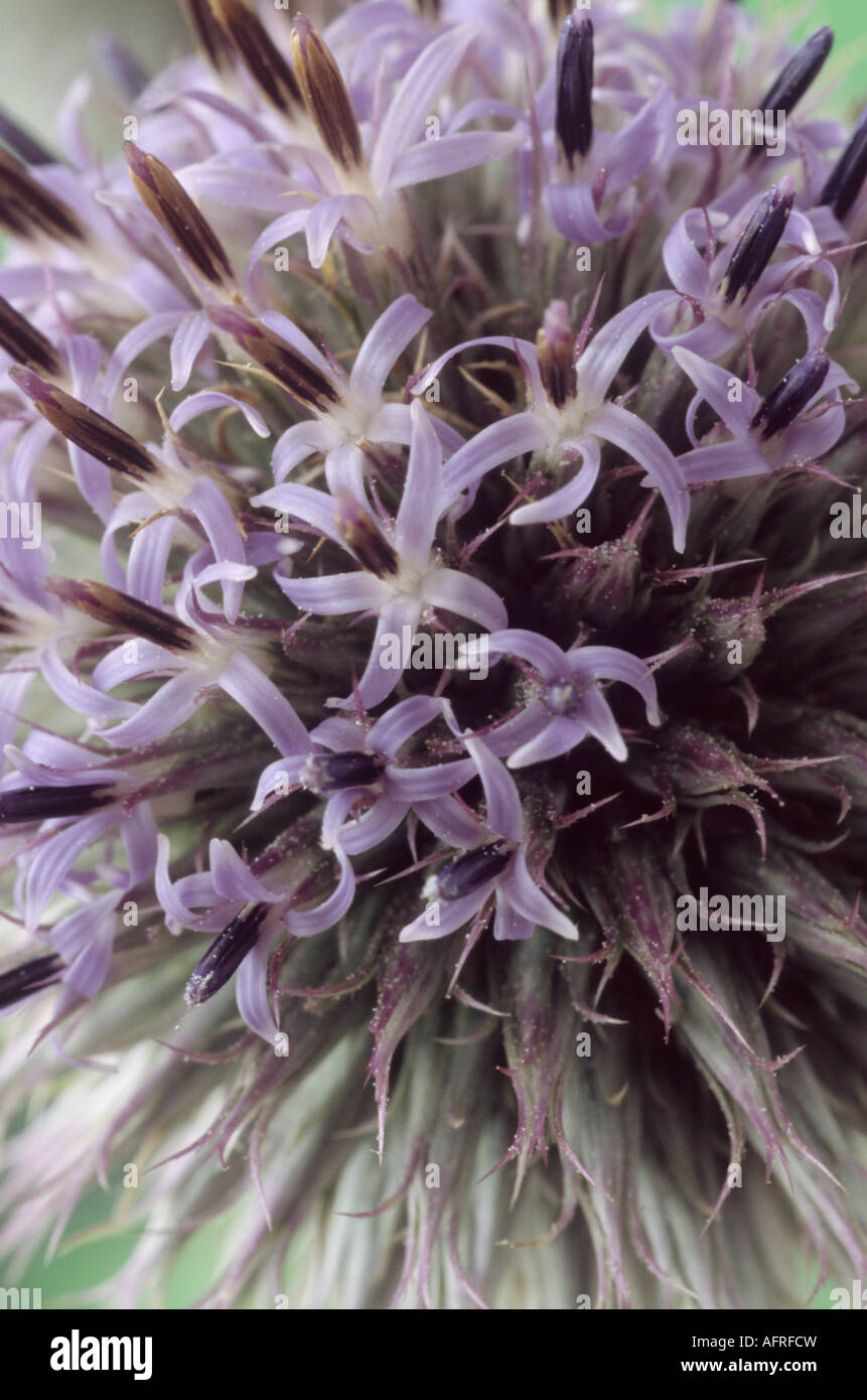 Echinops tienschanicum (Globe thistle) Close up of round flower head ...
