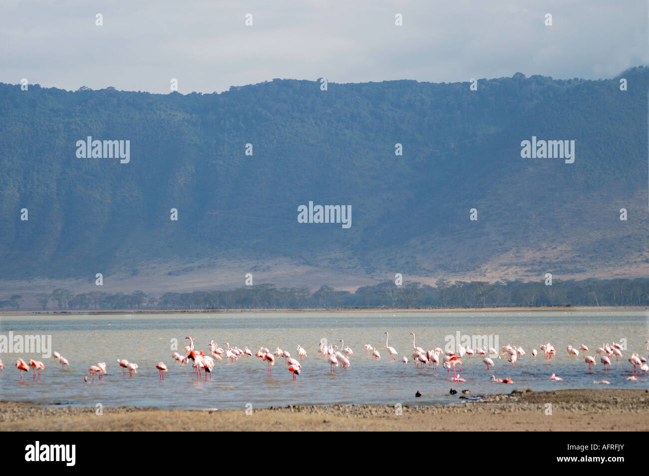 Ngorongoro crater lake magadi in hi-res stock photography and images ...