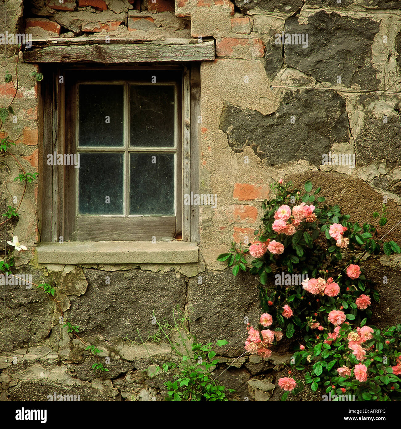 Climbing rose wall hi-res stock photography and images - Alamy