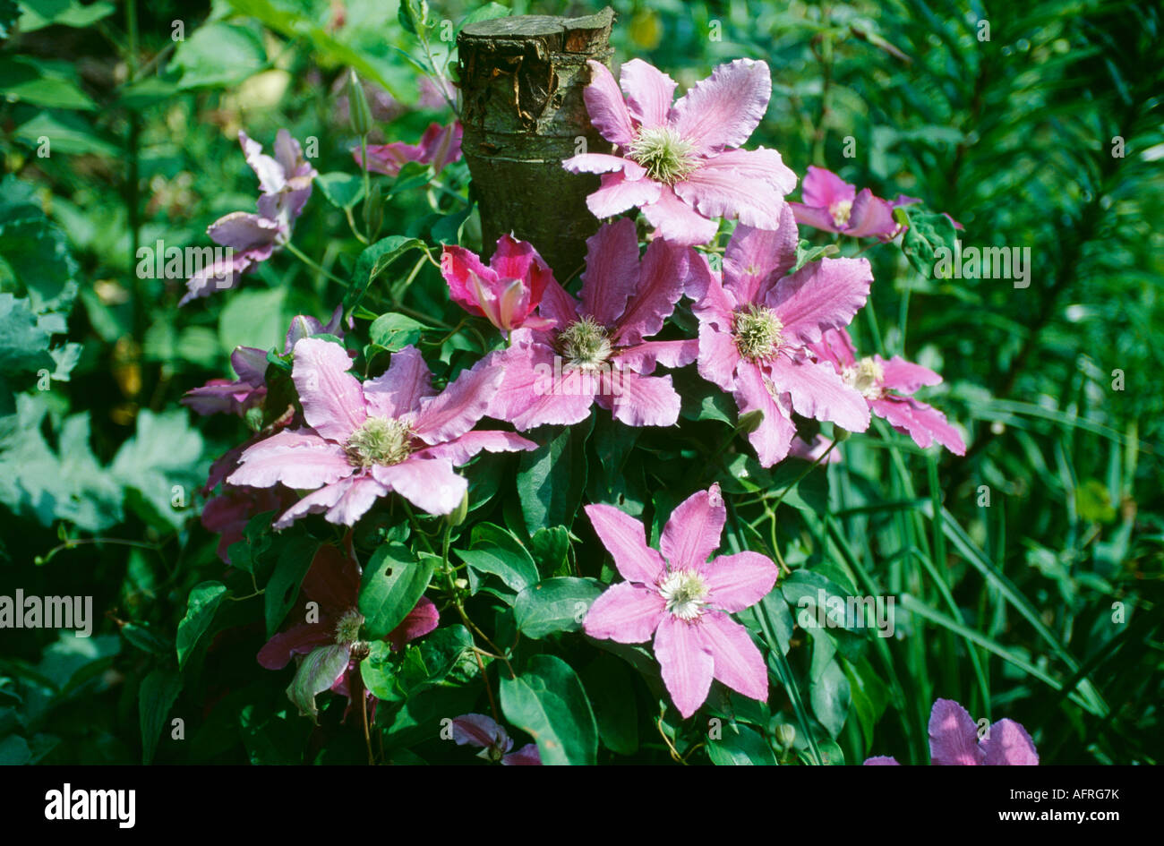 Close up of clematis "Lincoln Star" on rustic pole Stock Photo - Alamy