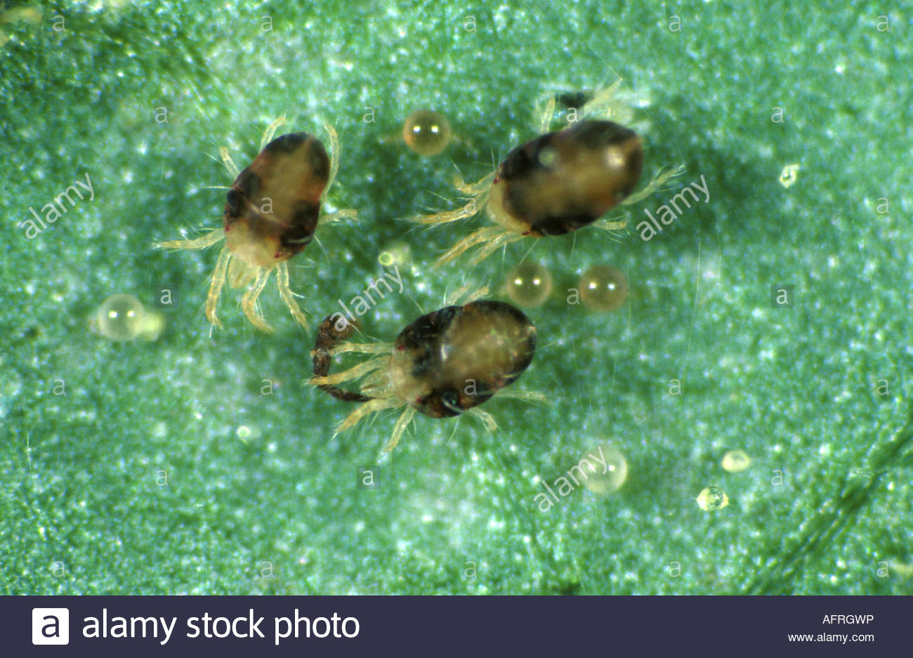 Glasshouse Red Spider Mite Tetranychus High Resolution Stock ...