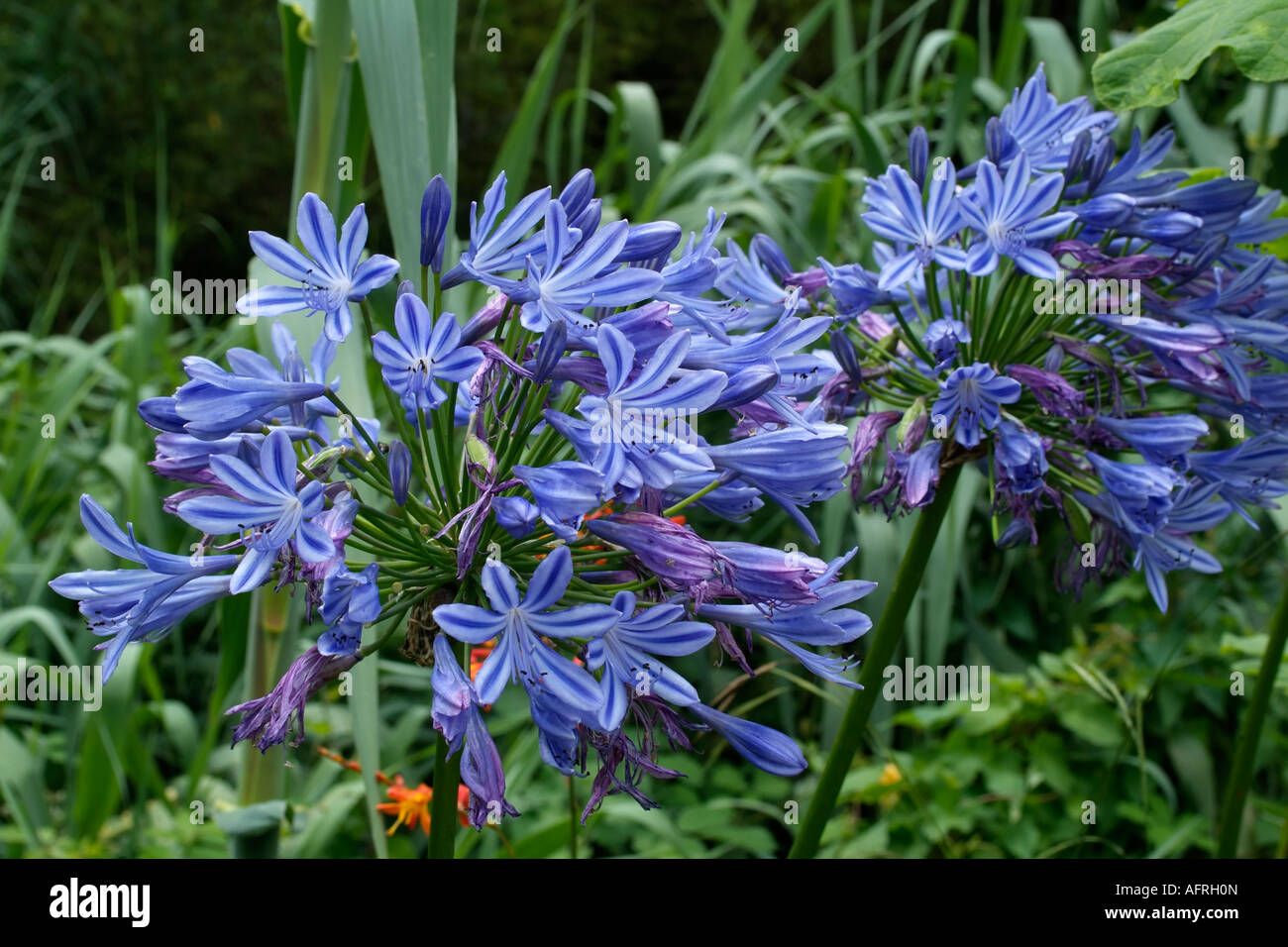 Typical Flora of Madeira Stock Photo - Alamy