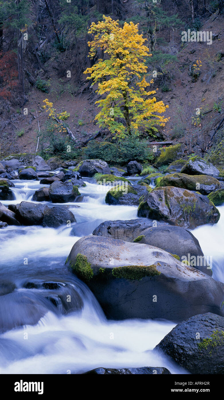 A tree in peak autumn color change overhangs the South Fork of the ...
