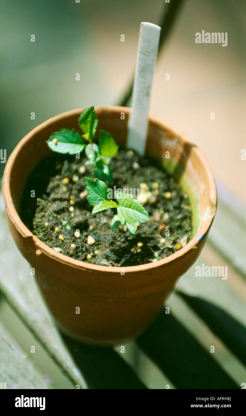 Close up of seedlings and plant label in old terracotta pot Stock Photo ...