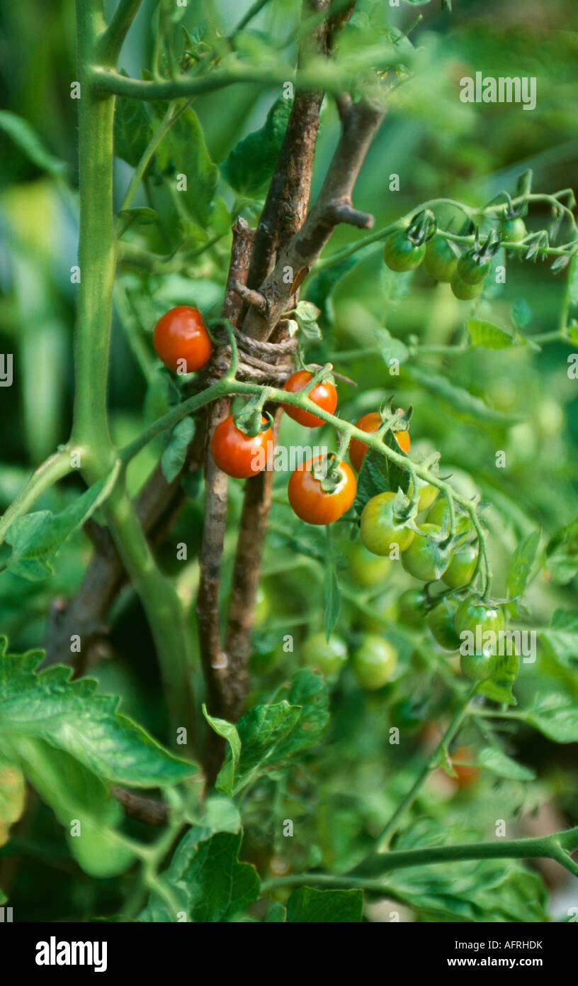 Close up of red and green tomatoes on twig support tied with twine ...