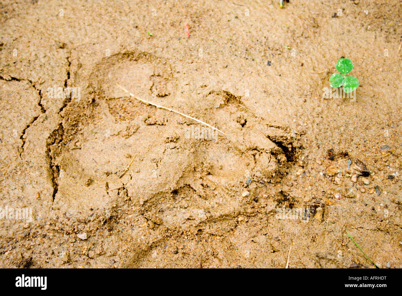 footsteps of the bear on sand Stock Photo - Alamy