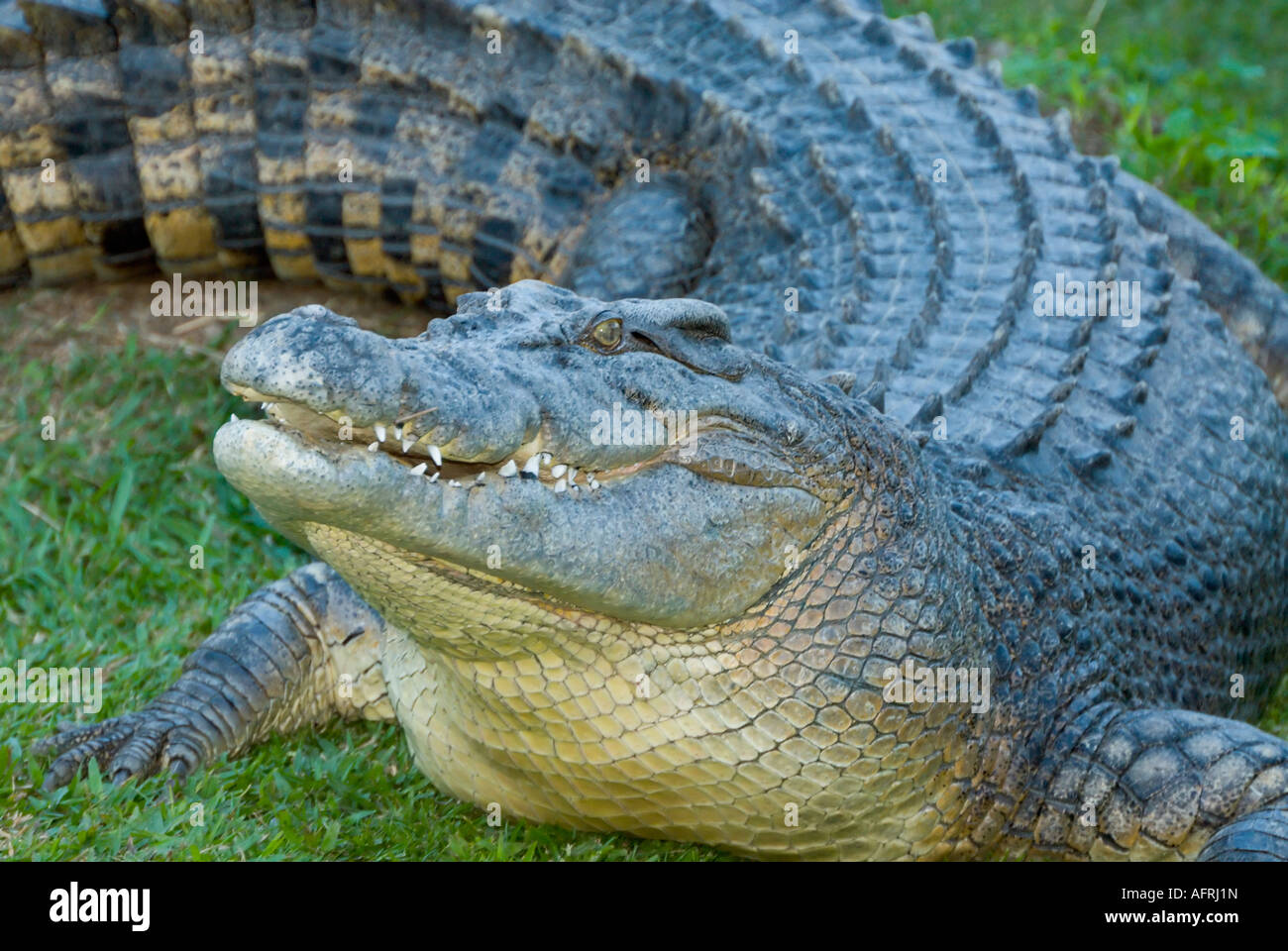 Salwater crocodile australia hi-res stock photography and images - Alamy