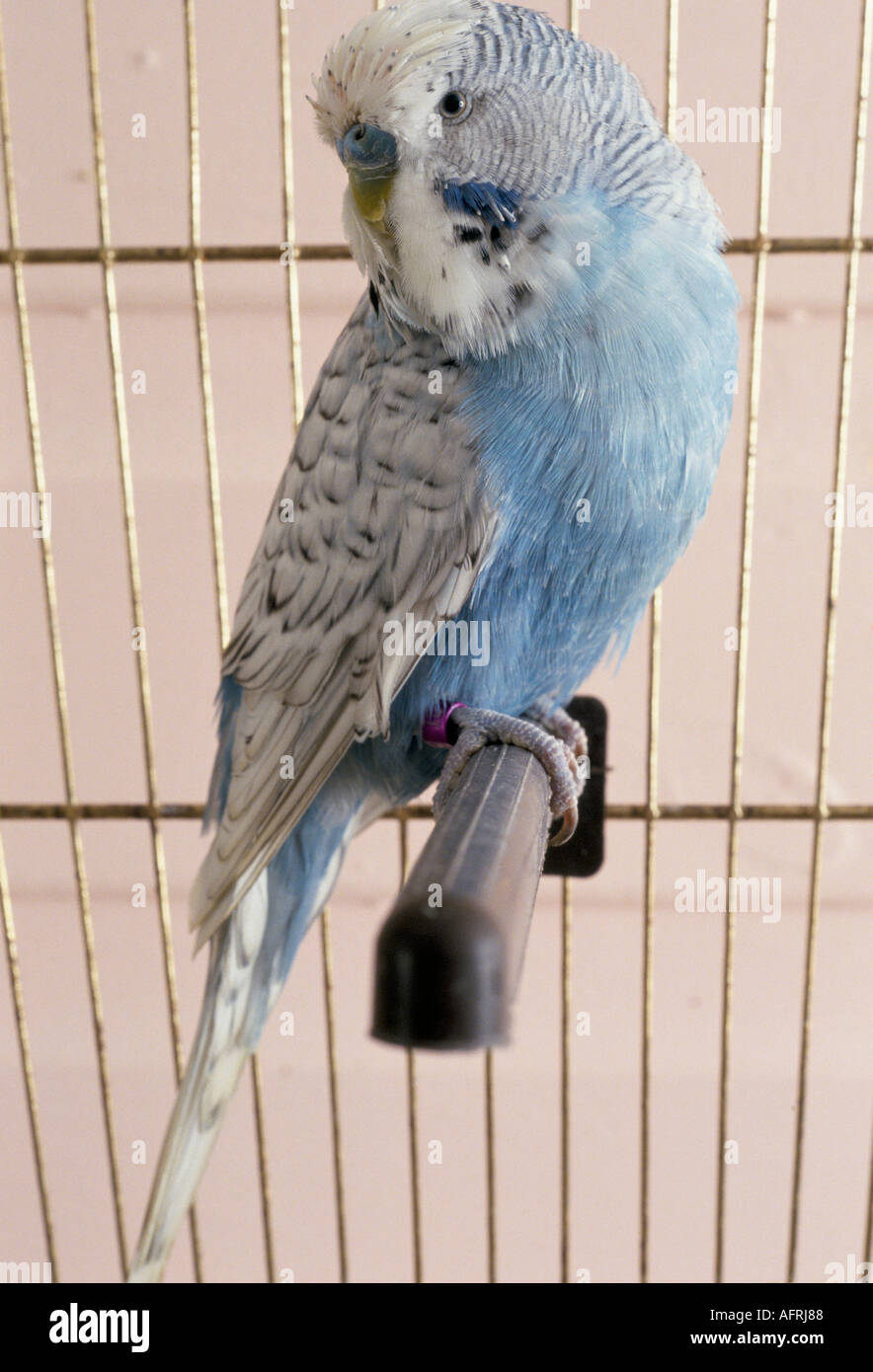 Blue budgies hi-res stock photography and images - Alamy