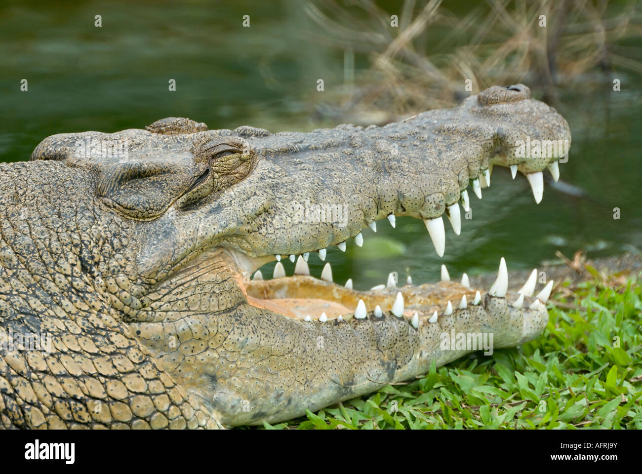 Saltwater crocodile hi-res stock photography and images - Alamy