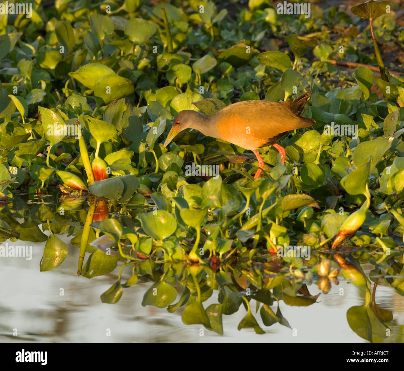 Grey-necked Wood-rail Aramides cajanea Pantanal Brazil Stock Photo - Alamy