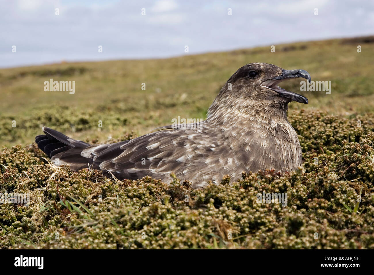 An adult Falkland Skua on nest Stock Photo - Alamy