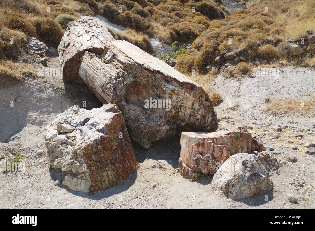 Landscape in island Lesbos Territory Petrified Forest Greece Stock ...
