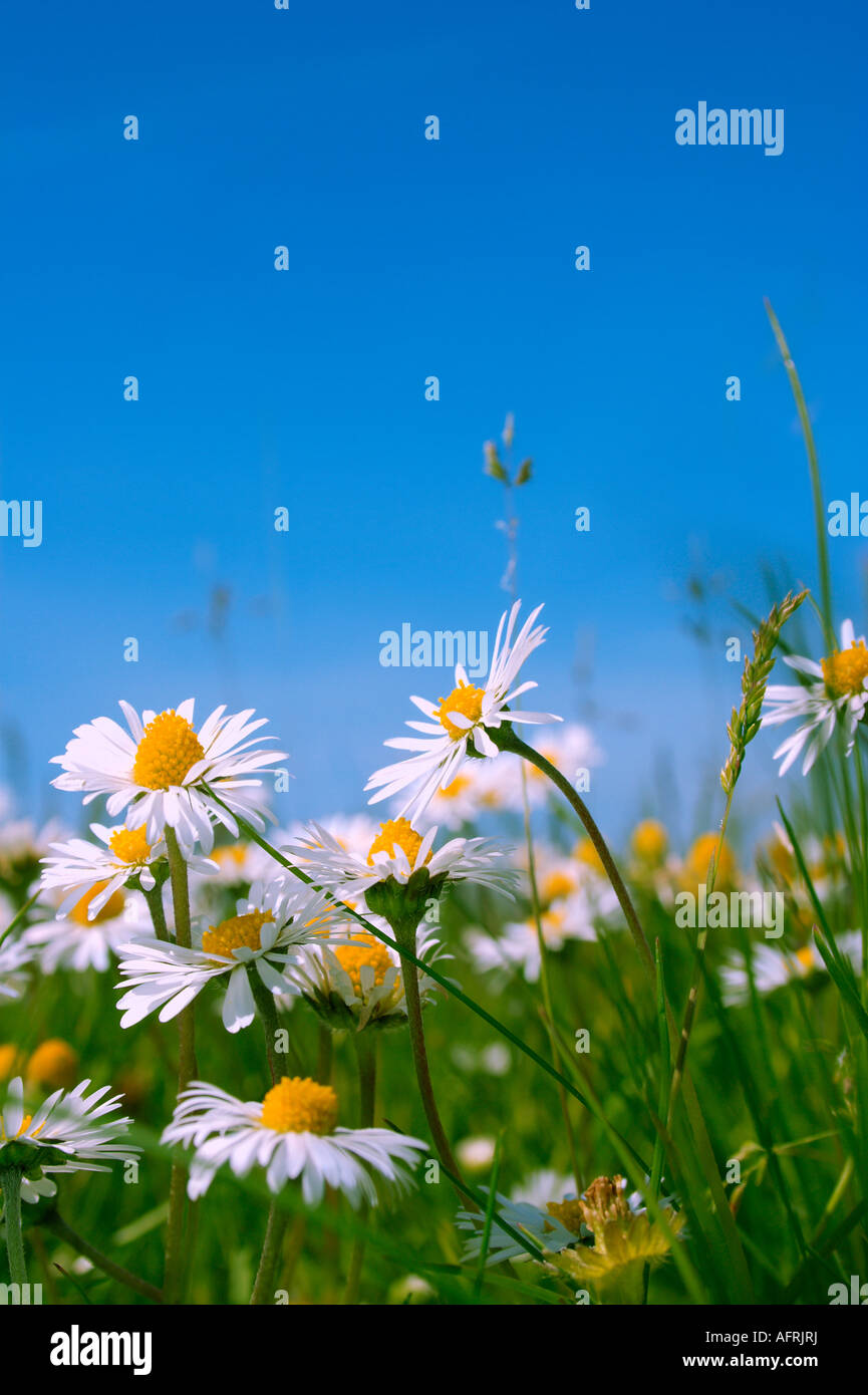 White Daisy Flowers, Netherlands Stock Photo - Alamy