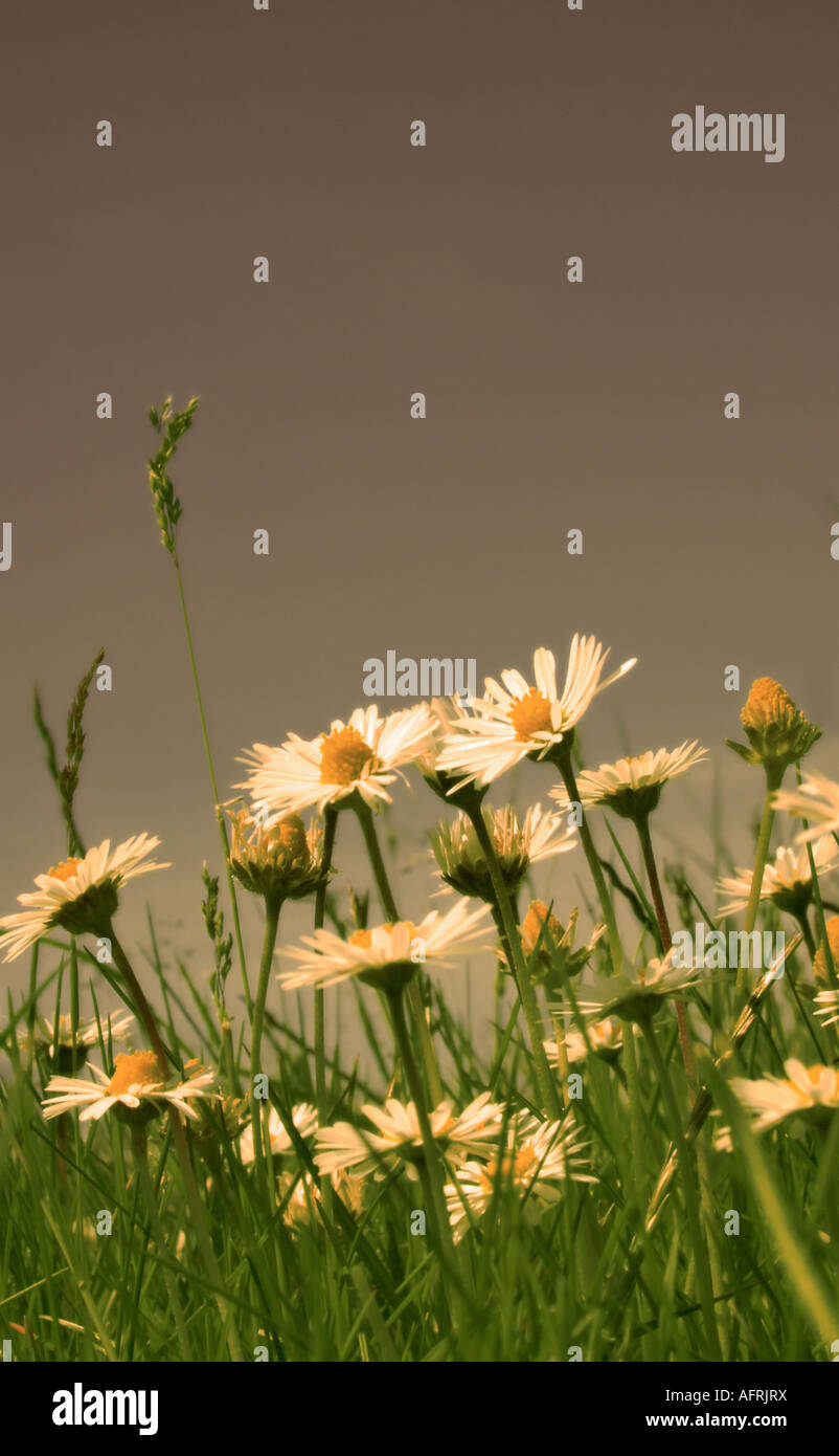 White Daisy Flowers, Netherlands Stock Photo - Alamy