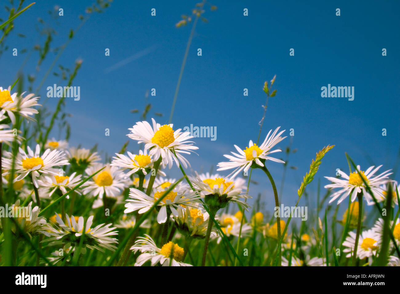 White Daisy Flowers, Netherlands Stock Photo - Alamy