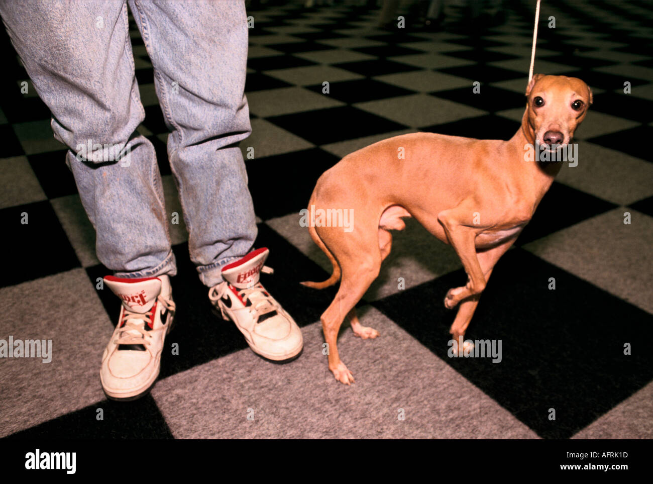 An Italian Greyhound called Hector, looking scared at Crufts Dog Show ...