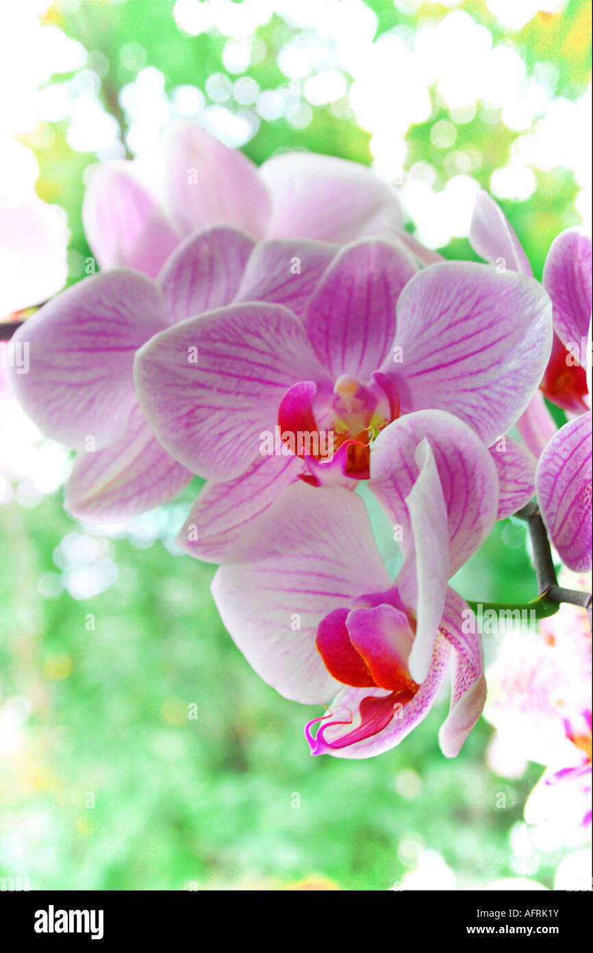 Two elegant orchids hi-res stock photography and images - Alamy