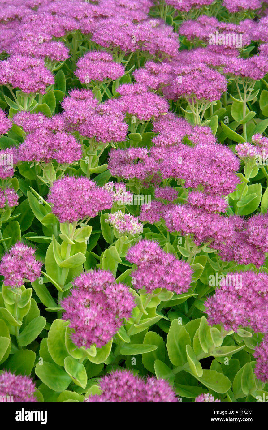 Bed of Pink flowers in bloom, Netherlands Stock Photo - Alamy