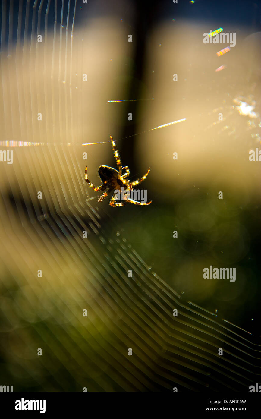 Close up of spider weaving his web Stock Photo - Alamy