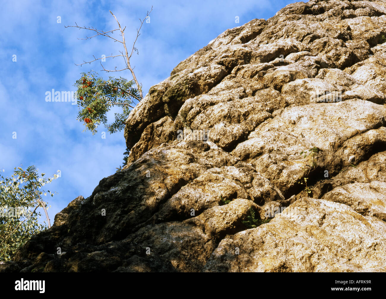Upright shrub bush hi-res stock photography and images - Alamy