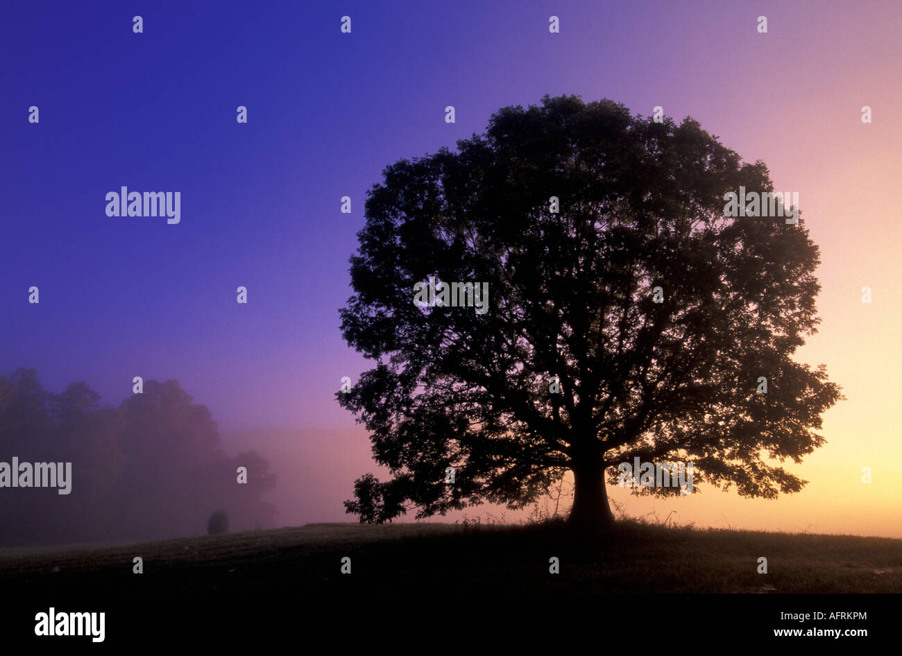 Free black oak tree silhouette hi-res stock photography and images - Alamy