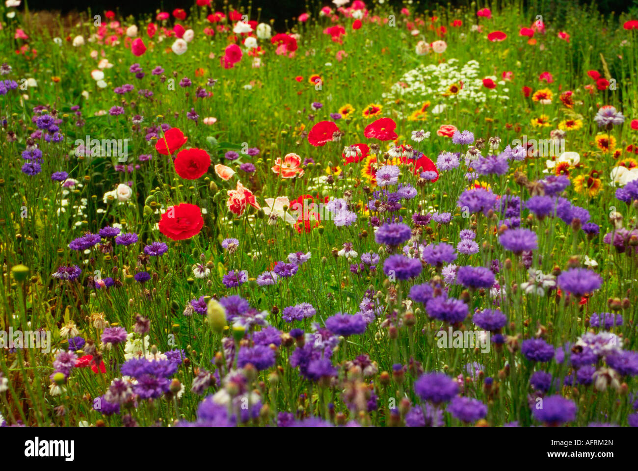 colourful wild flowers in field Stock Photo - Alamy