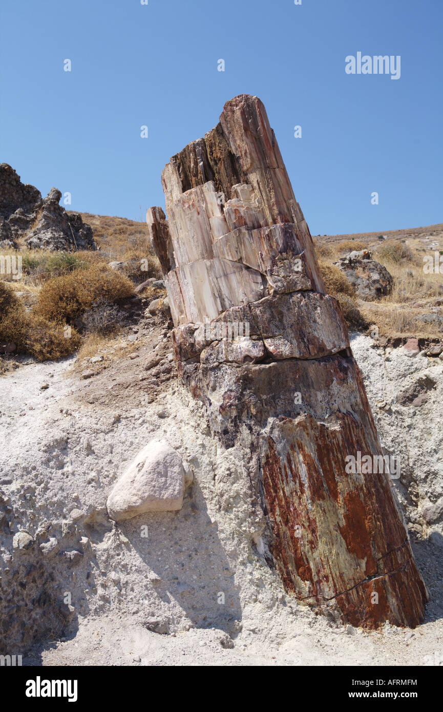 Landscape in island Lesbos Territory Petrified Forest Greece Stock ...