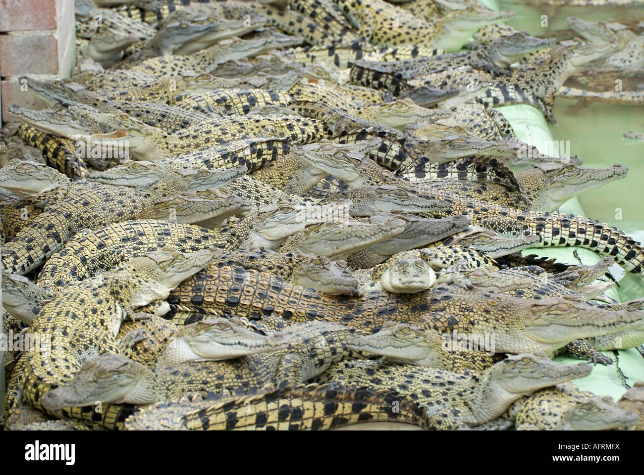 Juvenile estuarine saltwater crocodiles hi-res stock photography and ...