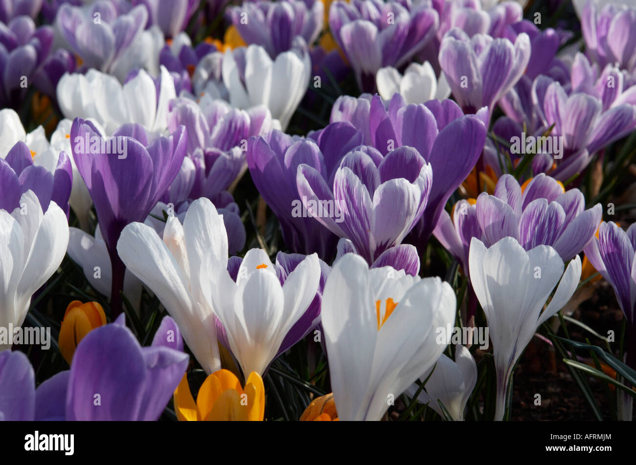 Drift of crocuses hi-res stock photography and images - Alamy