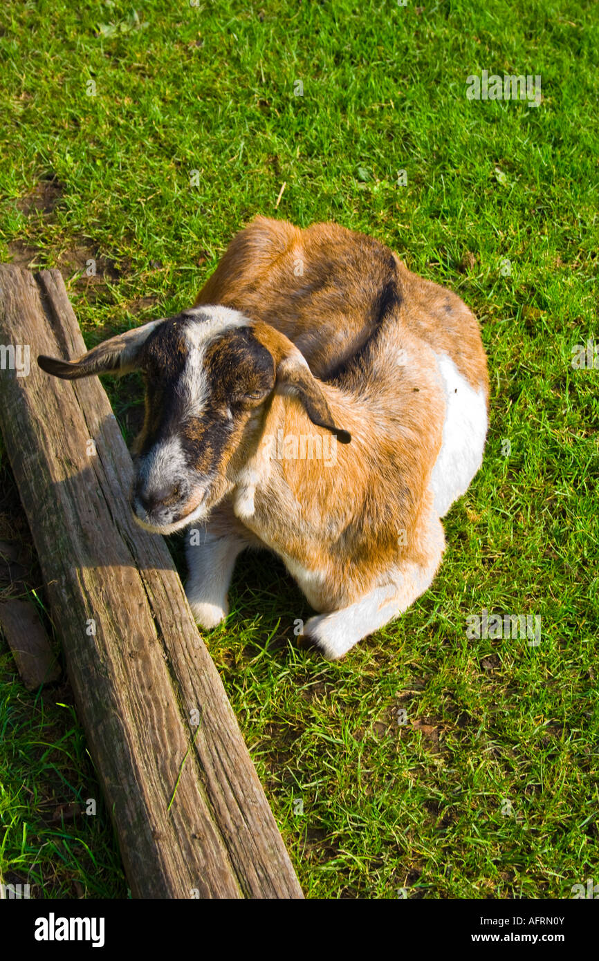 Goat relaxing on the grass Stock Photo - Alamy