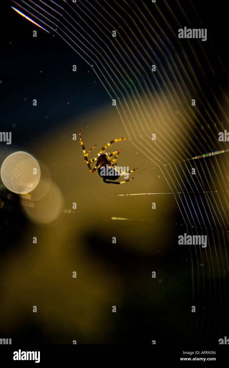 Close up of spider weaving a web Stock Photo - Alamy