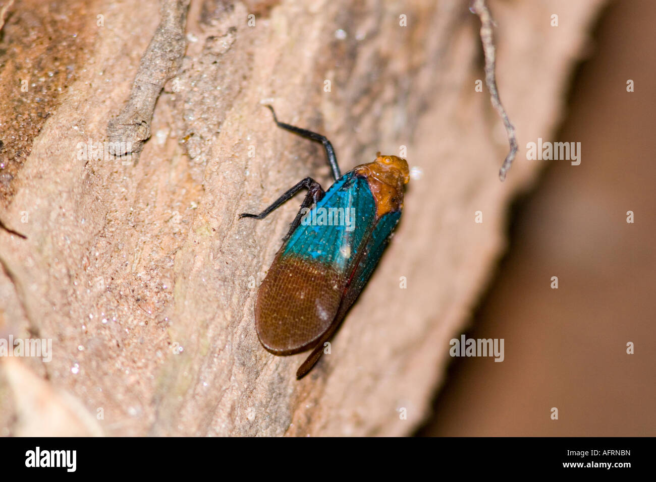 Colourful homopteran insect in Udzungwa Mountains National Park ...