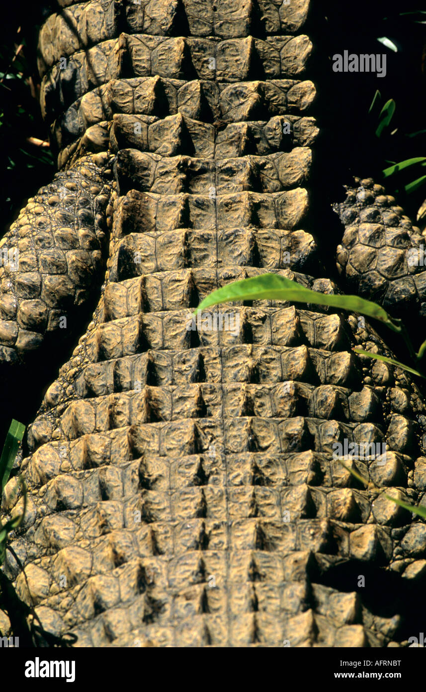 Crocodile's back, Madagascar Stock Photo - Alamy