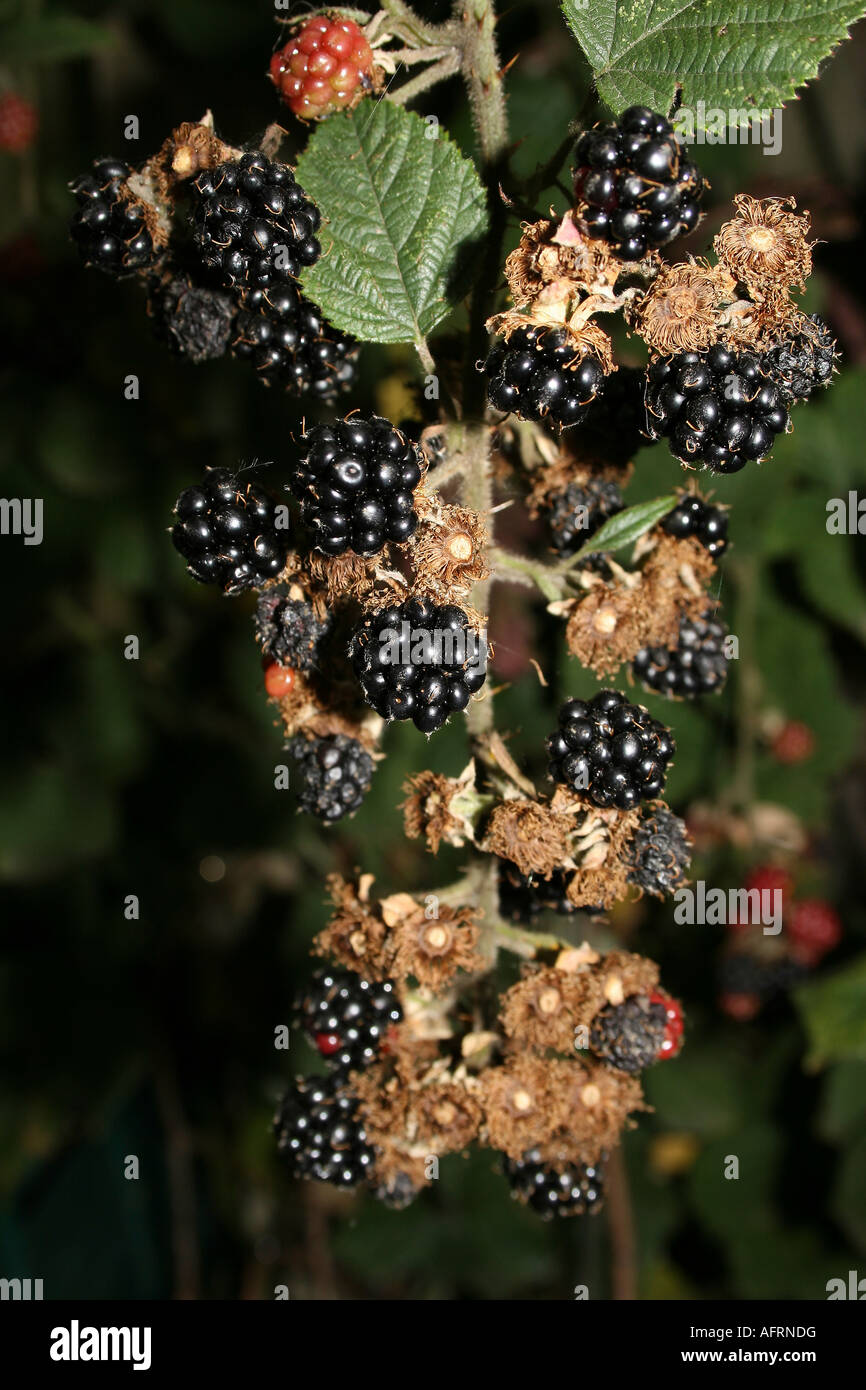 blackberry Rubus fruticosus Stock Photo - Alamy